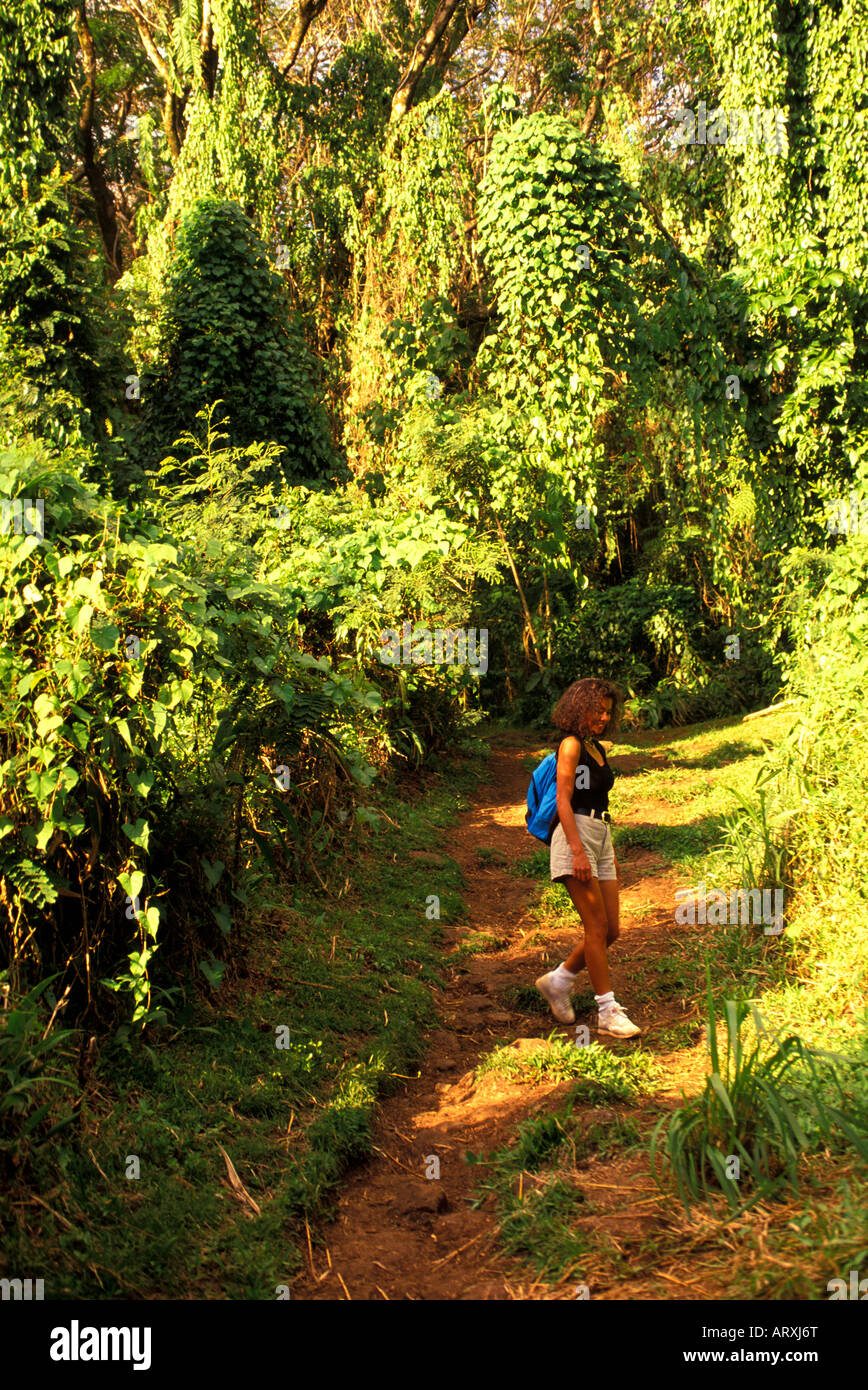 Hiker on Makiki trail, Tantalus, Oahu Stock Photo - Alamy