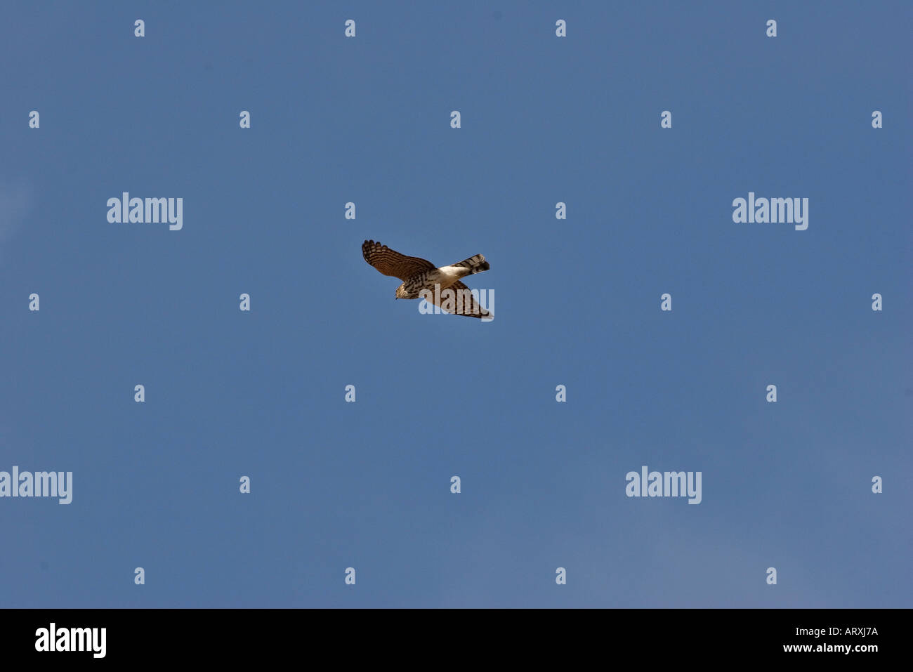 A Merlin falcon in flight in scenic Southern Saskatchewan Canada Stock ...