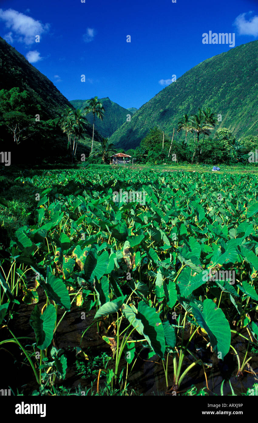 Taro farm in Waipio Valley on the Big Island Stock Photo - Alamy