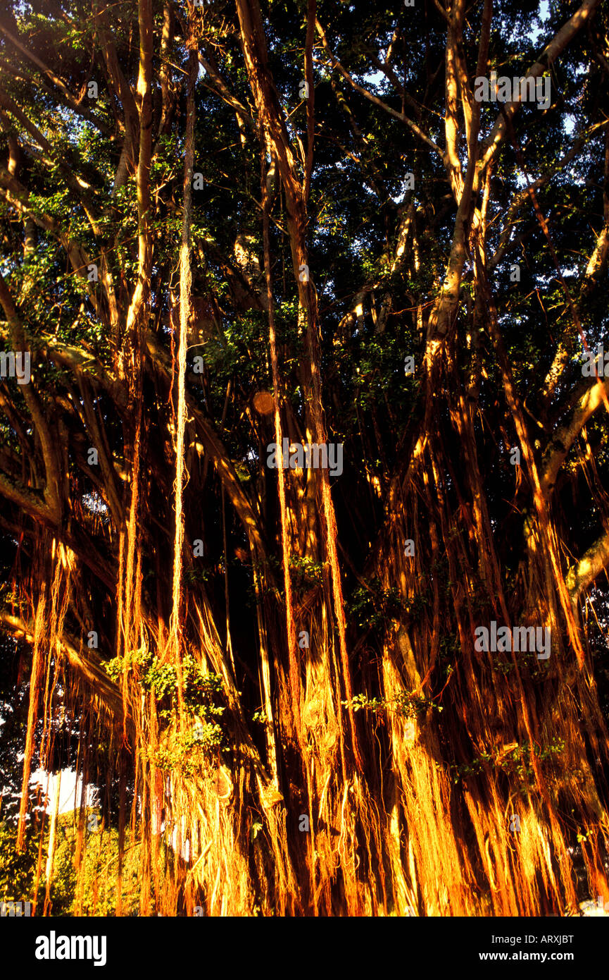 Banyan tree at Lili'uokalani park, in Hilo, on the Big Island Stock ...