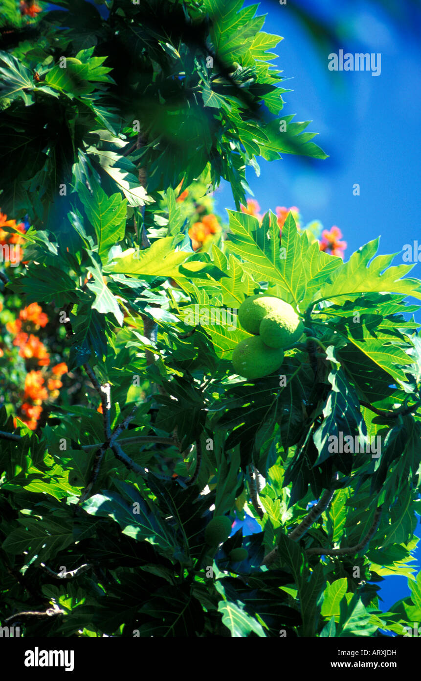 Breadfruit, ulu, tree with flowers, on Oahu Stock Photo - Alamy