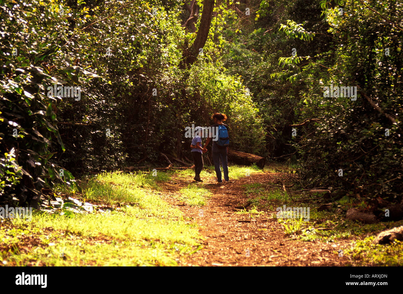Hikers on Makiki trail, Tantalus, Oahu Stock Photo - Alamy