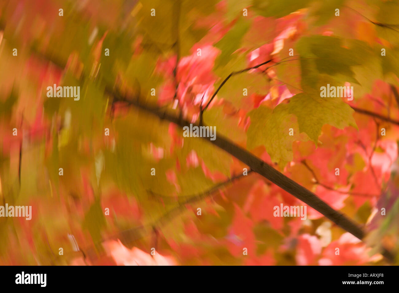 Abstract of variegated fall colors in autumn maple tree United States ...