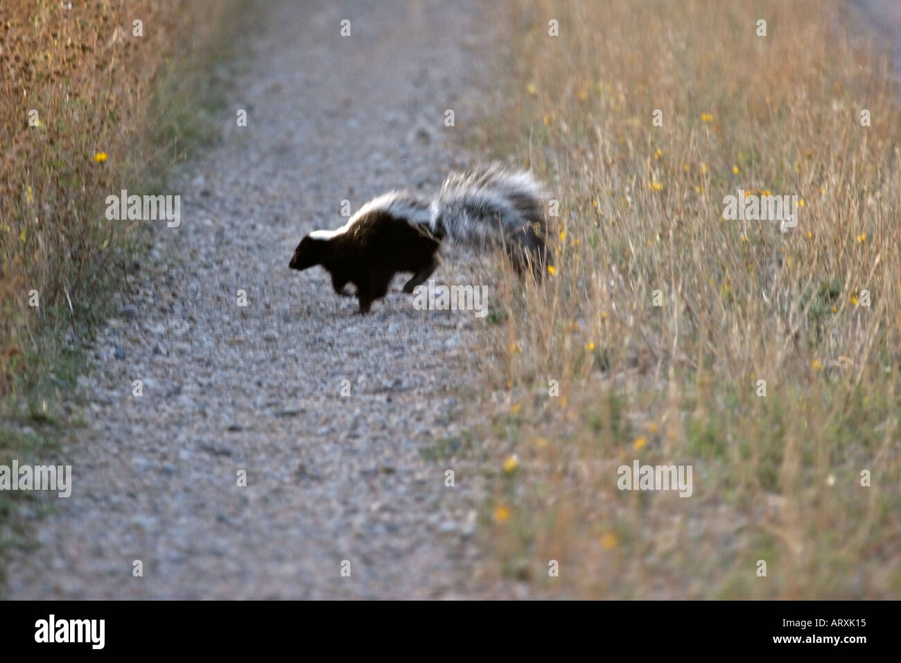 A Striped Skunk crossing causeway road at Chaplin Lake marshes in ...