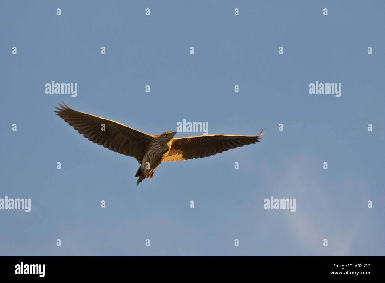 American Bittern in flight at Chaplin Lake in scenic Southern ...