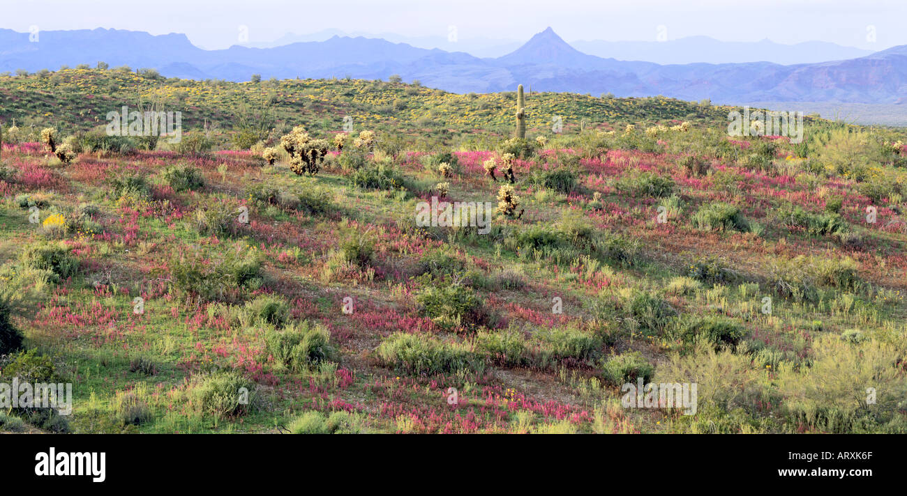 Desert in bloom in the Rawhide Mountain Wilderness Arizona Stock Photo ...