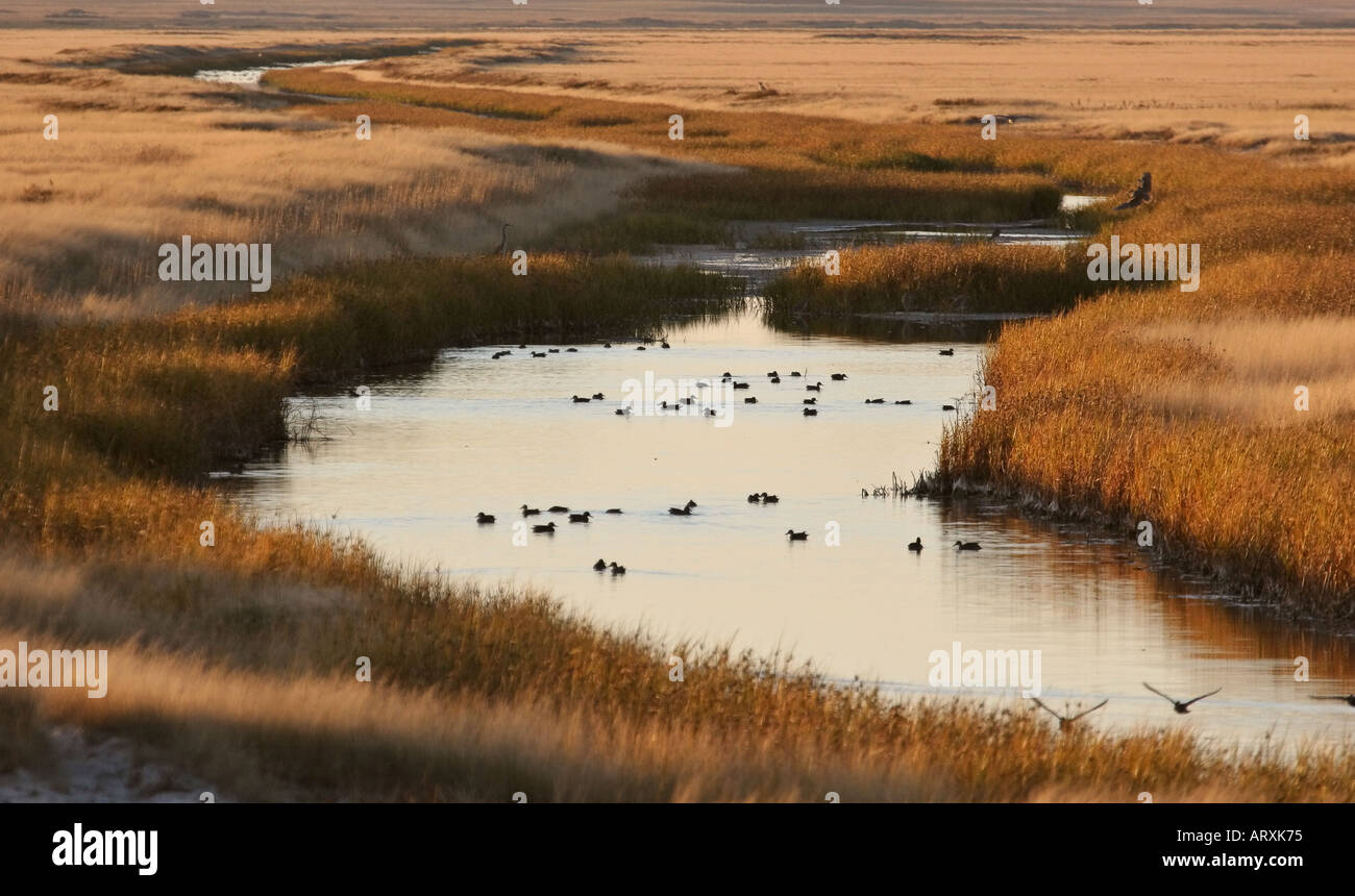 Waterbirds along the creek coming into Chaplin Lake marshes in scenic ...