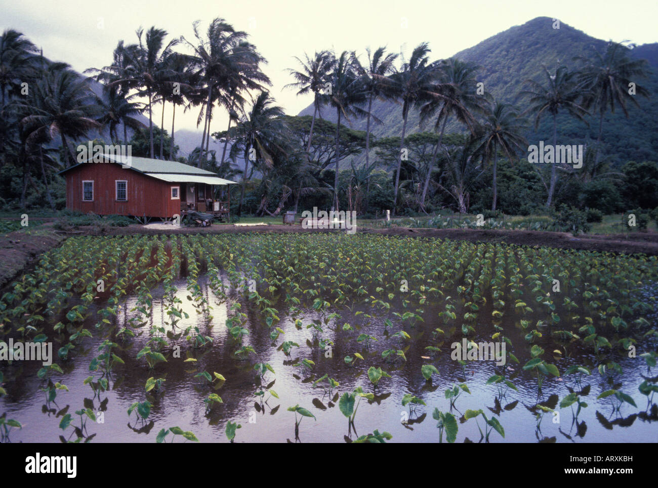 Taro Patch High Resolution Stock Photography and Images - Alamy
