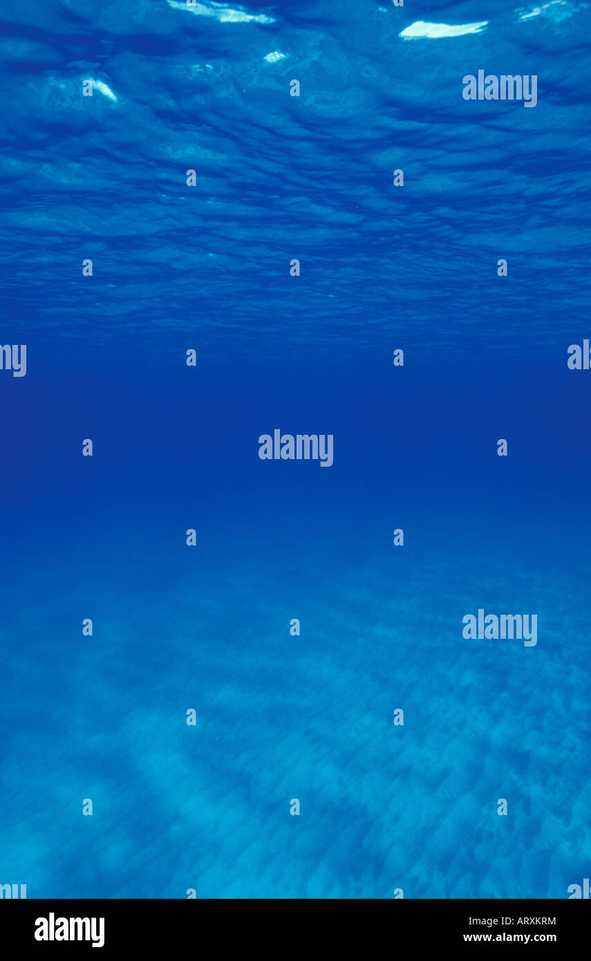 Underwater ocean scene Stock Photo - Alamy