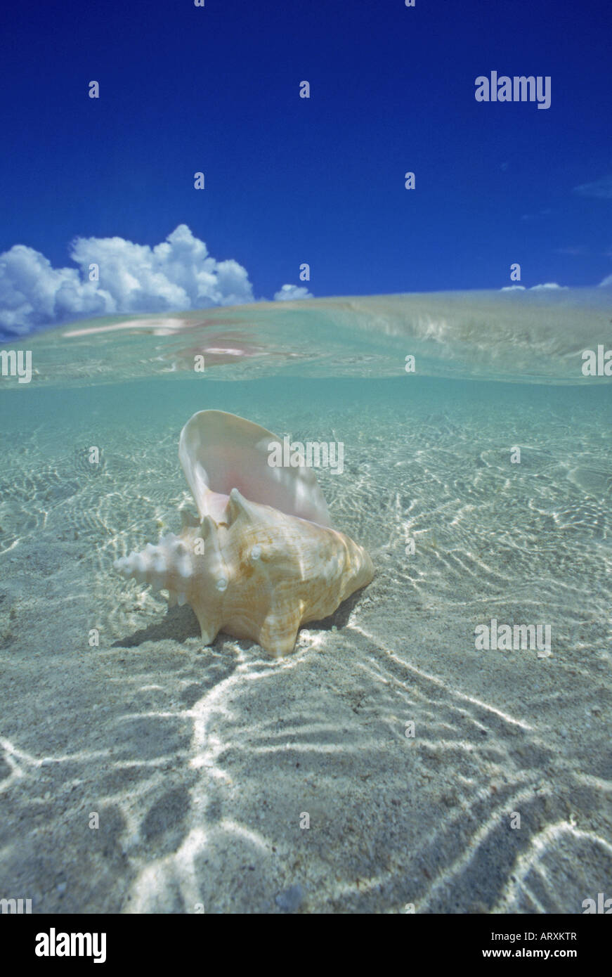 Conch shell in Hawaii's blue water Stock Photo - Alamy