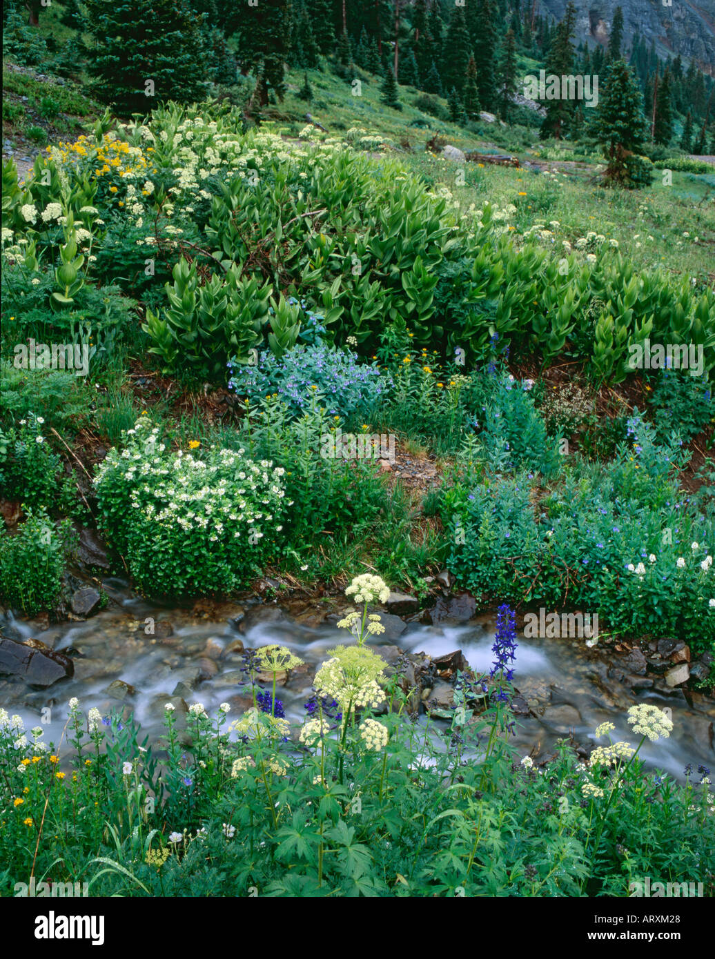 Yankee boy basin ouray hi-res stock photography and images - Alamy
