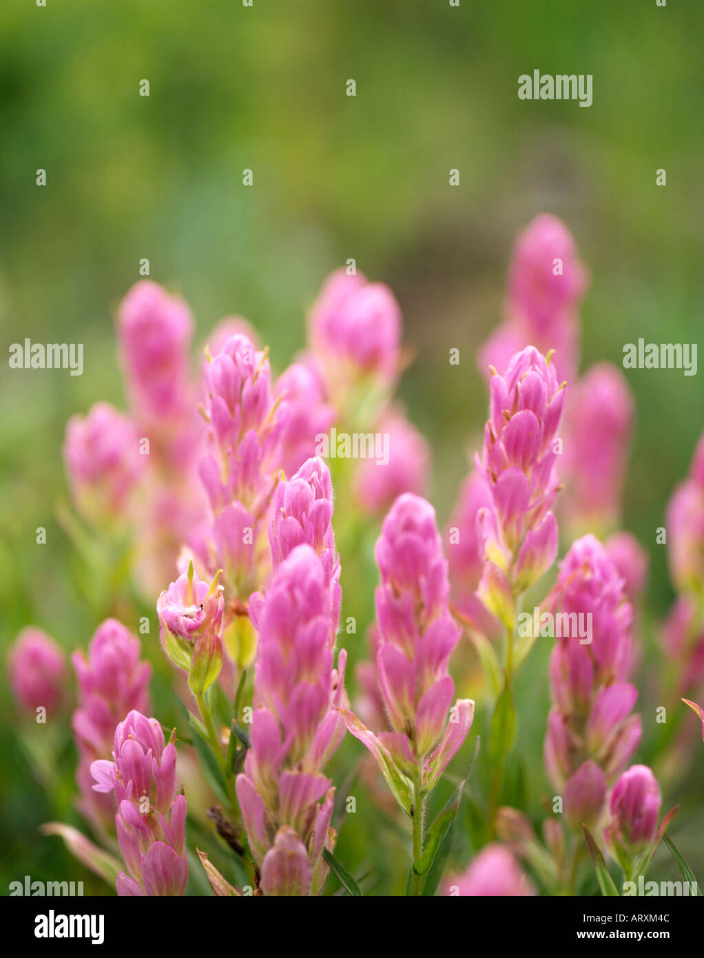 Rhexifolia High Resolution Stock Photography and Images - Alamy