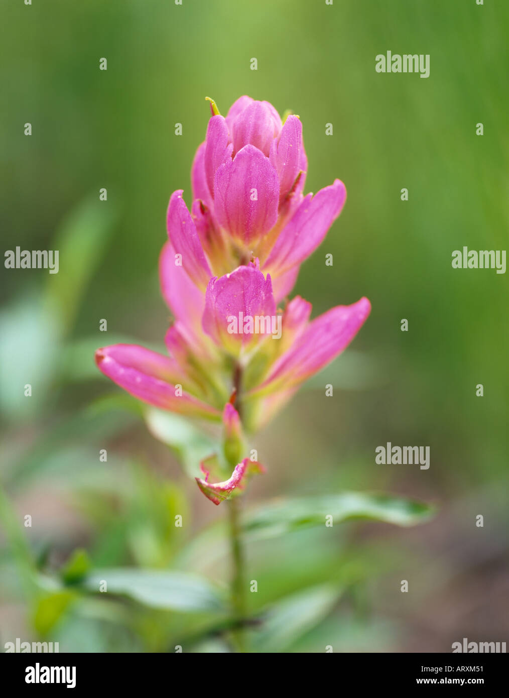 Single Rose Paintbrush Castilleja rhexifolia July Uncompahgre National ...