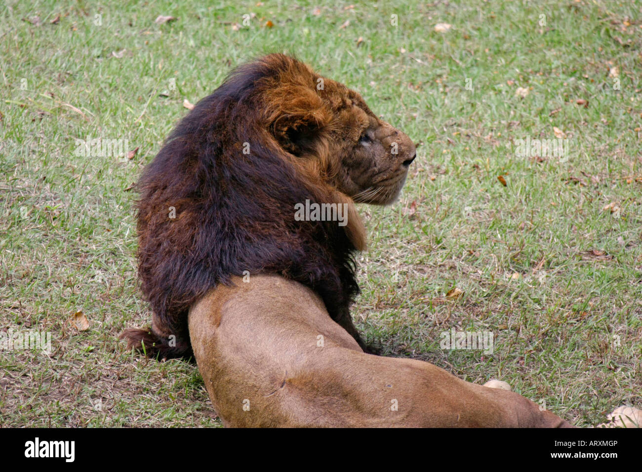 A Male Lion at Tama Zoo Tokyo Japan Stock Photo - Alamy