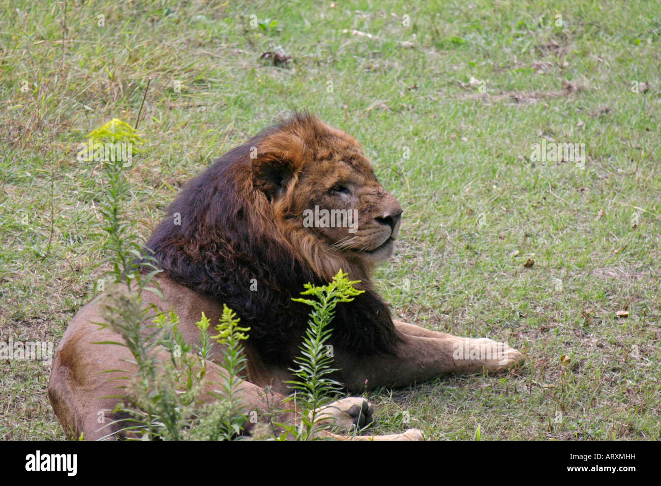 A Male Lion at Tama Zoo Tokyo Japan Stock Photo - Alamy