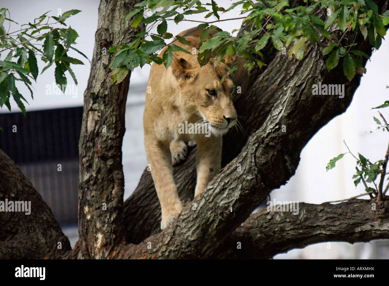 A Female Lion on a Tree at Tama Zoo Tokyo Japan Stock Photo - Alamy