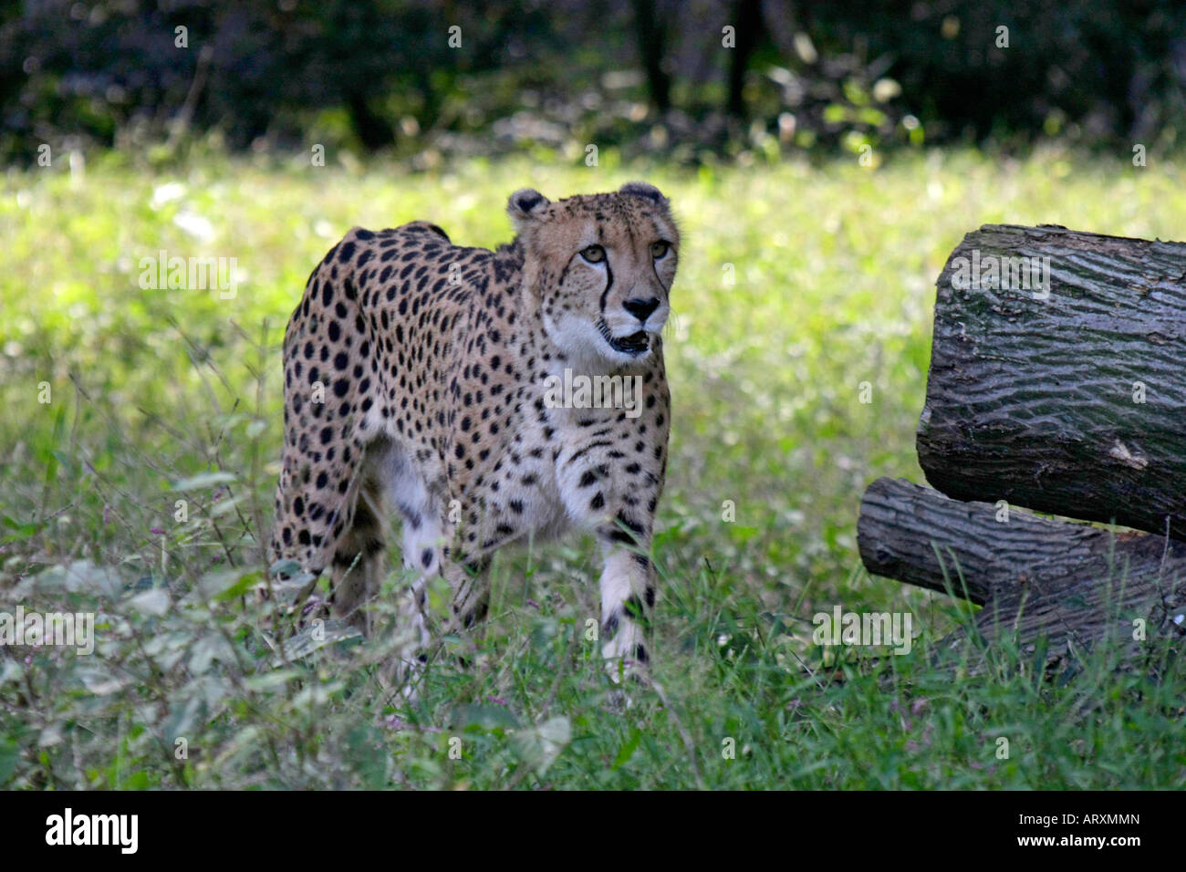 A Cheetah in the Zoo Stock Photo - Alamy