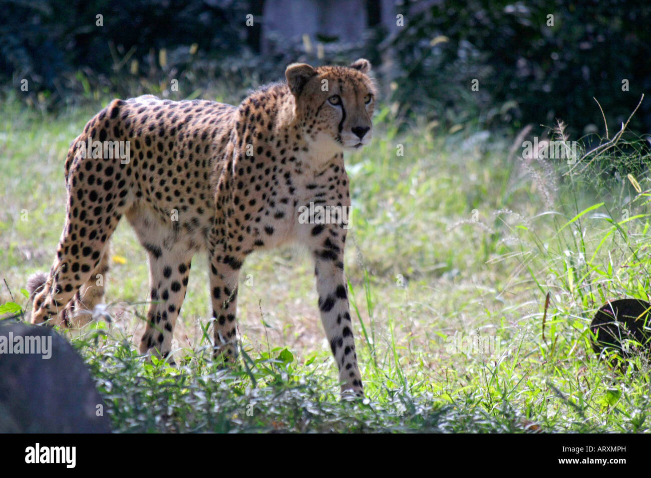 A Cheetah in the Zoo Stock Photo - Alamy