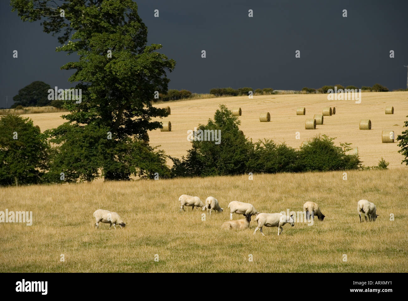 Sheep in a Scottish field in late summer Stock Photo - Alamy