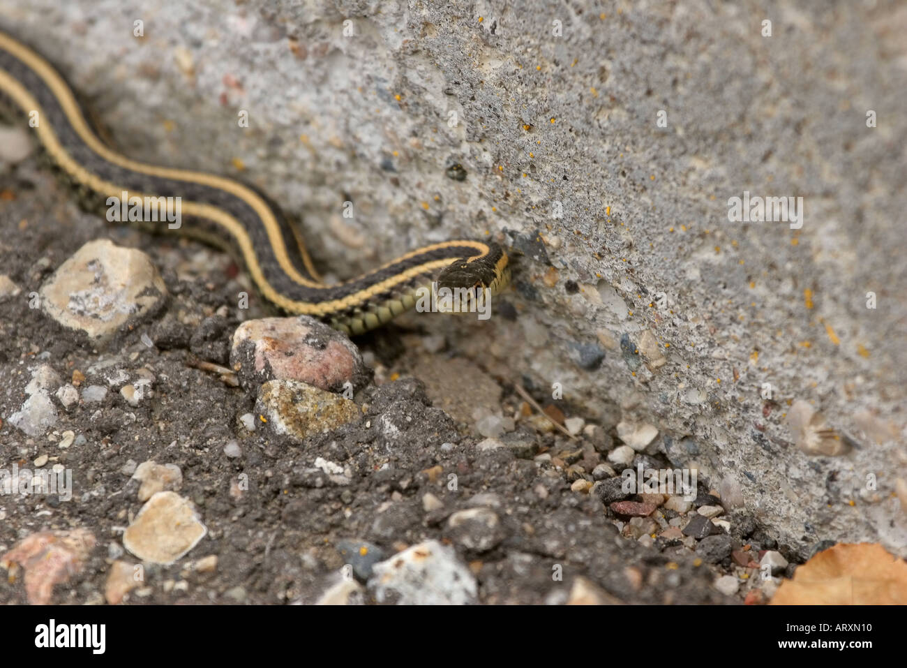 A Red-sided Garter Snake photographed in Weyburn in scenic Southern ...