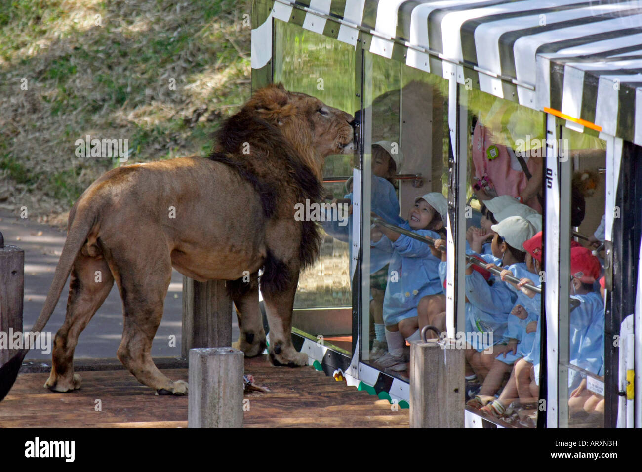 A Lion and Kindergarten Children in a Lion Bus at Tama Zoo Tokyo Japan ...