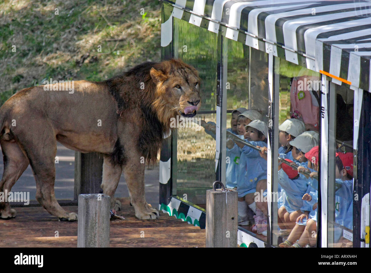 A Lion and Kindergarten Children in a Lion Bus at Tama Zoo Tokyo Japan ...