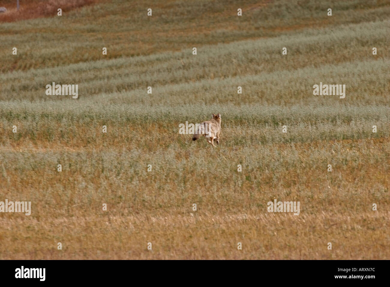 Coyote running in a field hi-res stock photography and images - Alamy