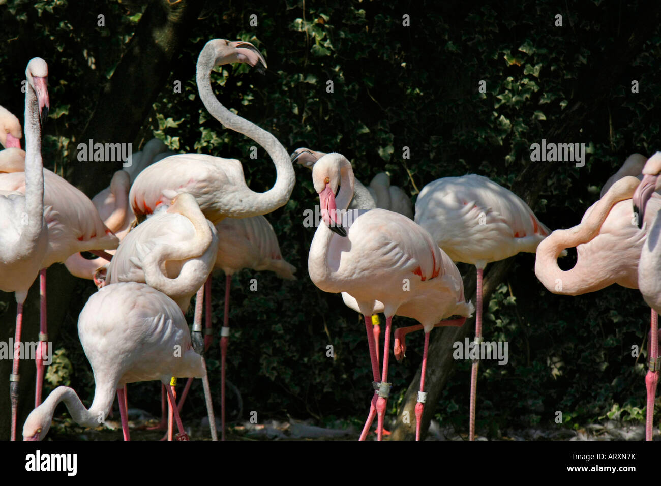 Tokyo zoo hi-res stock photography and images - Alamy