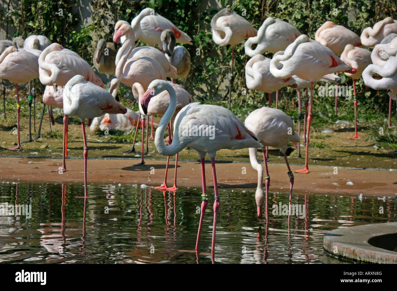 Flamingo at Tama Zoo Tokyo Japan Stock Photo - Alamy