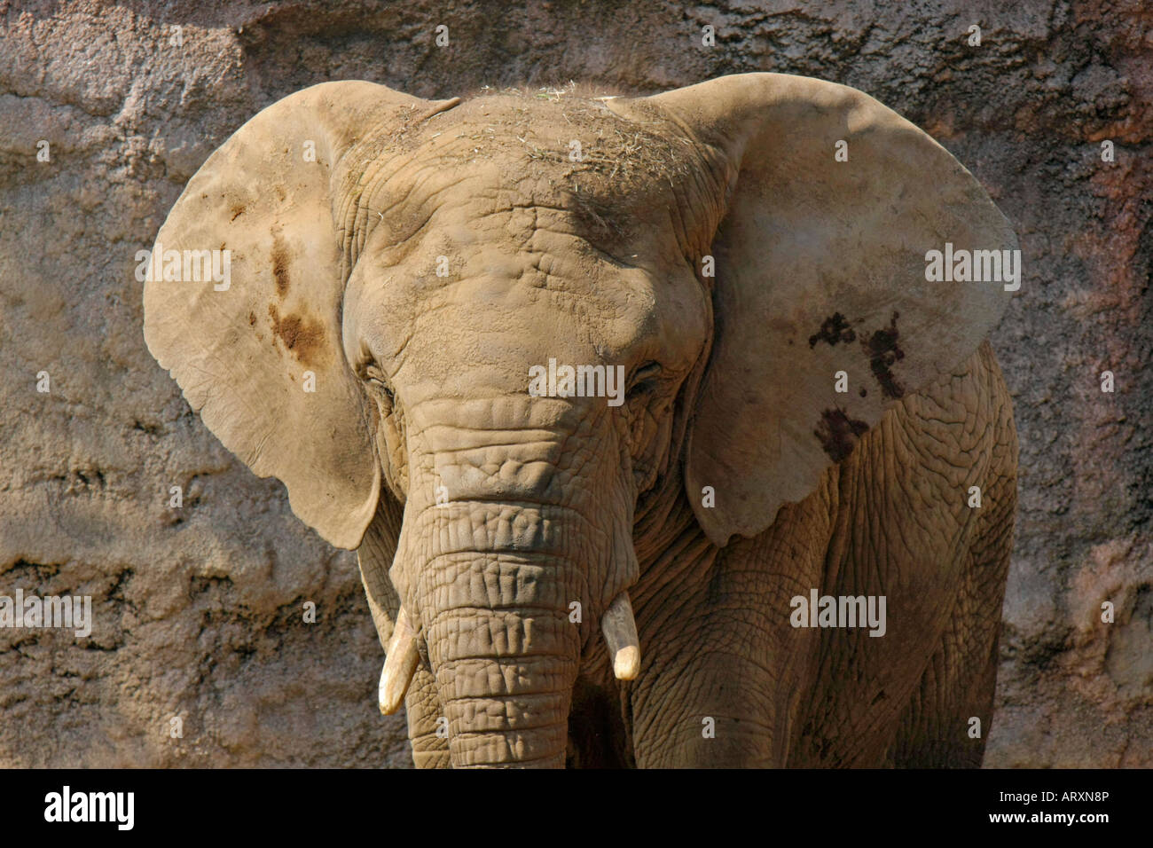 African Elephant at Tama Zoo Tokyo Japan Stock Photo - Alamy