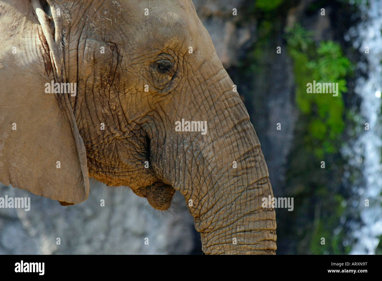 African elephant tama zoo tokyo hi-res stock photography and images - Alamy