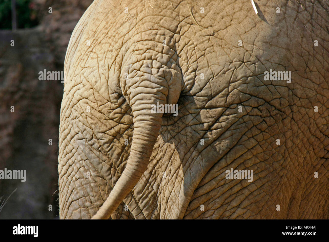 African elephant tama zoo tokyo hi-res stock photography and images - Alamy