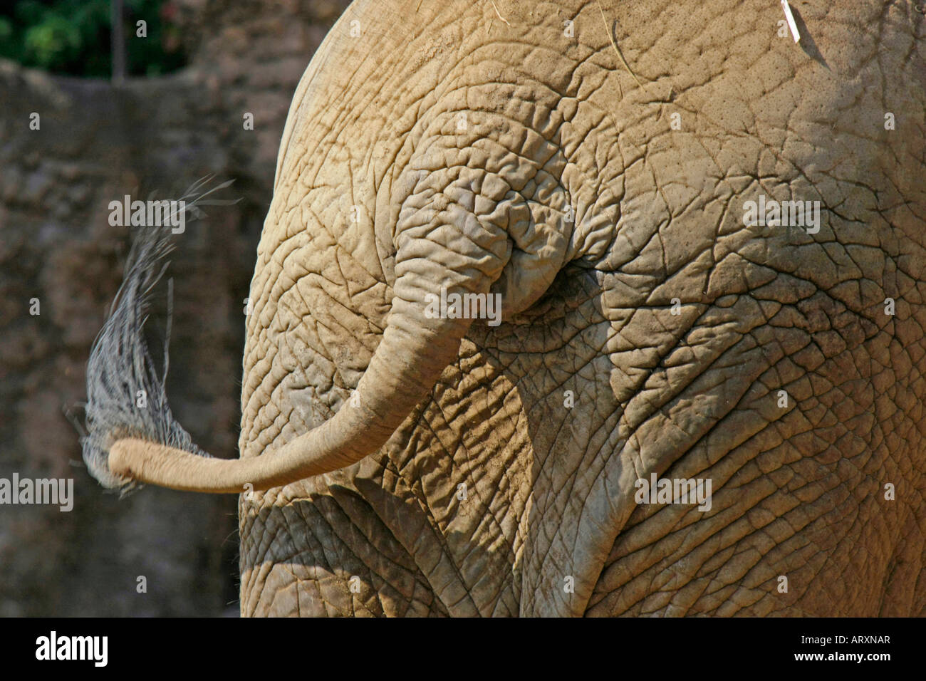 African Elephant at Tama Zoo Tokyo Japan Stock Photo - Alamy