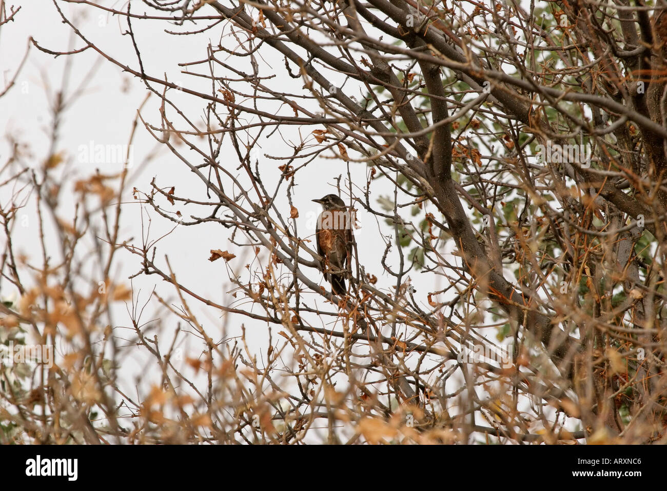American Robin in tree in scenic Saskatchewan Stock Photo - Alamy