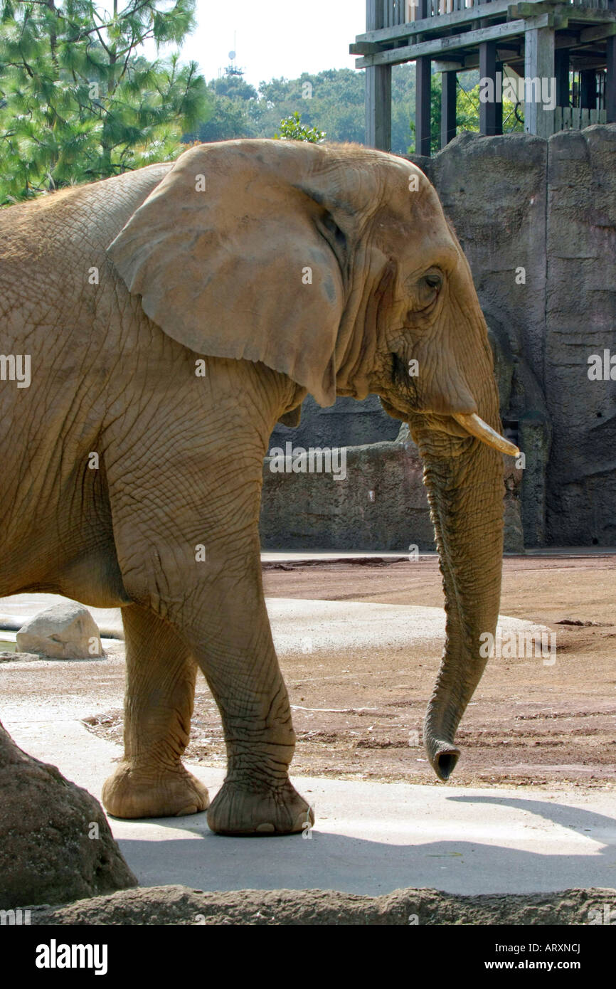 African elephant tama zoo tokyo hi-res stock photography and images - Alamy