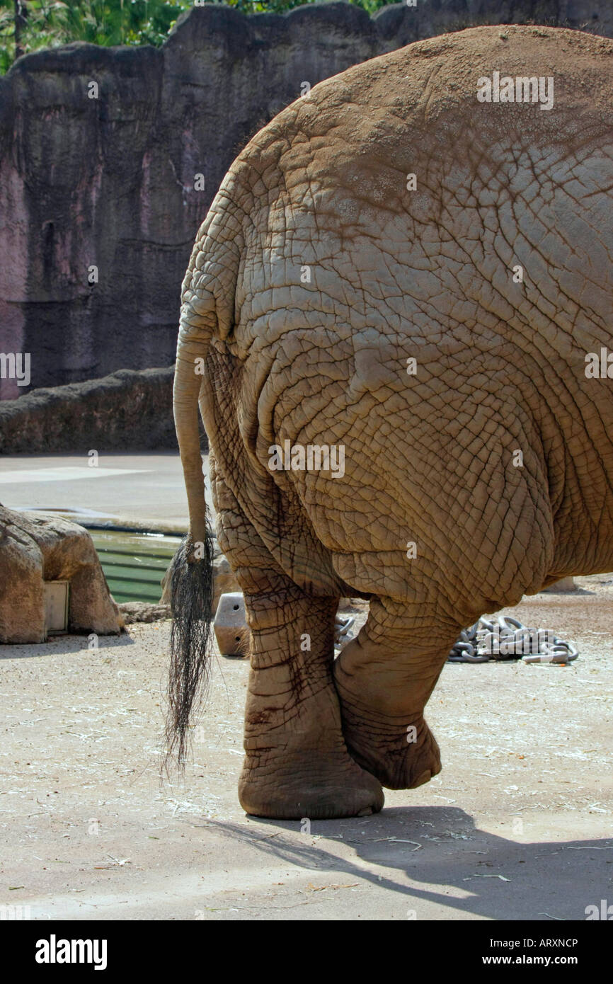 African elephant tama zoo tokyo hi-res stock photography and images - Alamy