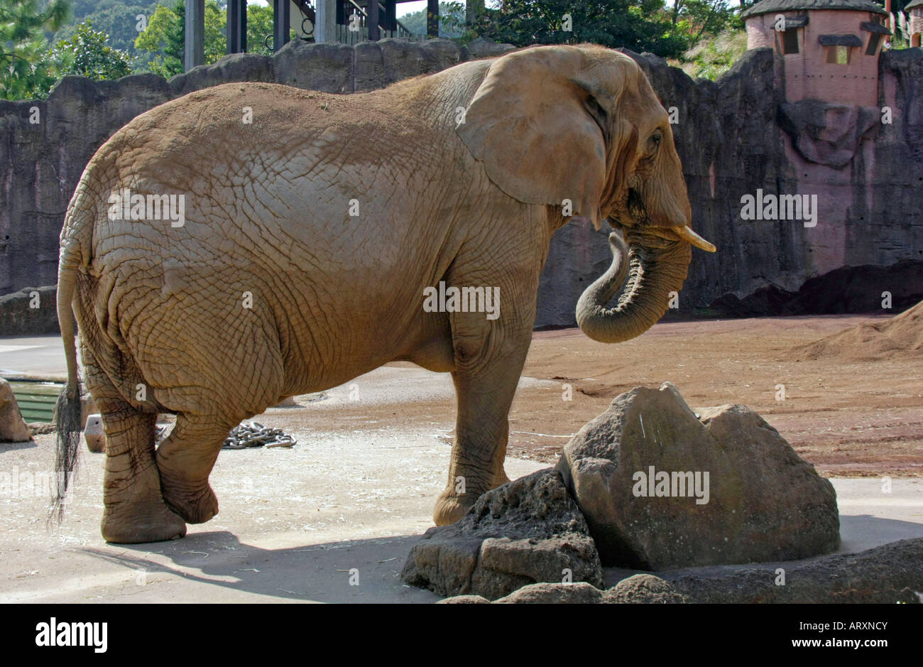 African Elephant at Tama Zoo Tokyo Japan Stock Photo - Alamy