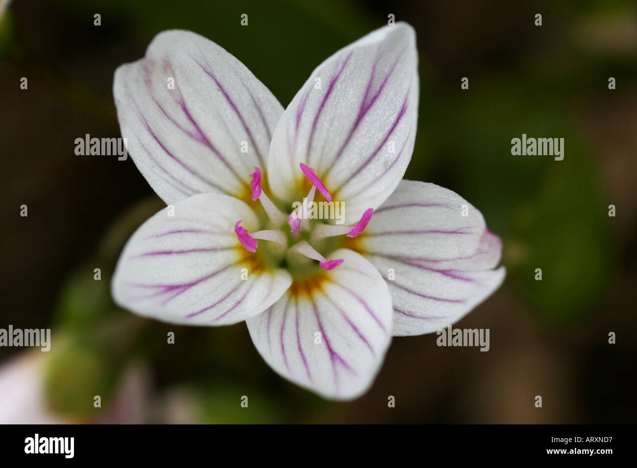 Western Spring Beauty Wildflowers summer in Alberta Stock Photo - Alamy