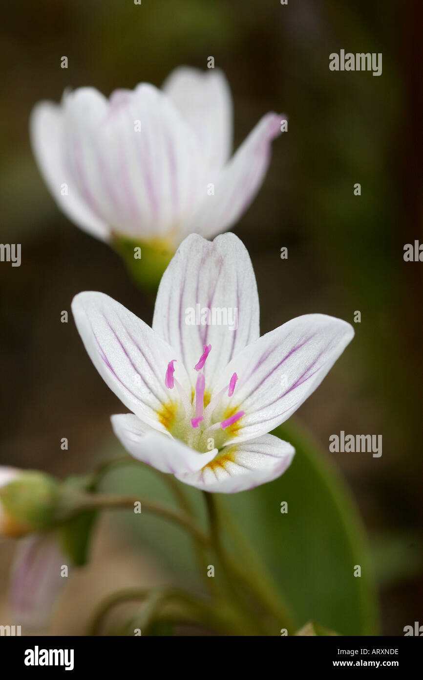 Western Springbeauty Wildflowers summer in Alberta Stock Photo - Alamy