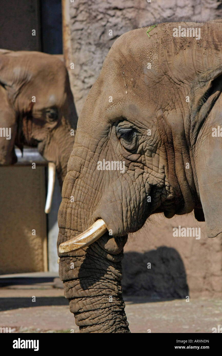 African Elephant at Tama Zoo Tokyo Japan Stock Photo - Alamy