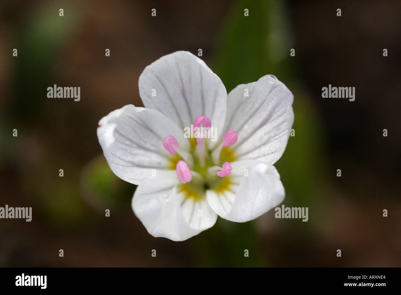 Western Springbeauty Wildflowers summer in Alberta Stock Photo - Alamy