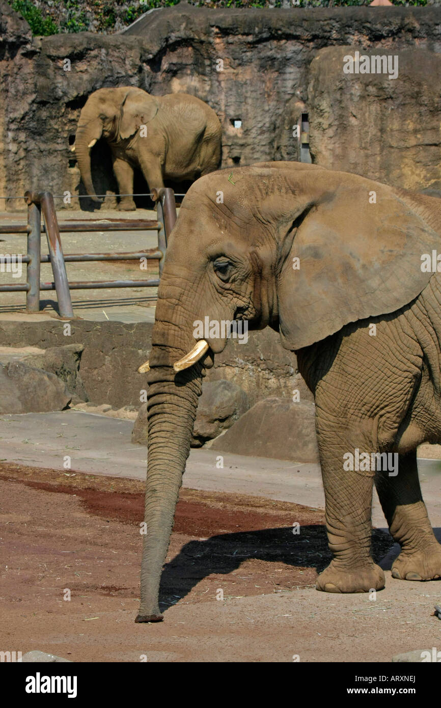 African Elephant at Tama Zoo Tokyo Japan Stock Photo - Alamy