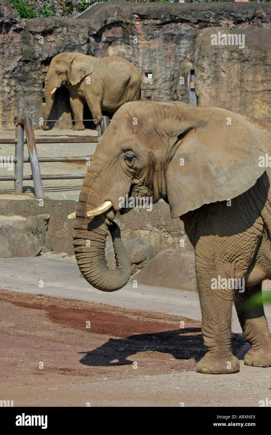 African Elephant at Tama Zoo Tokyo Japan Stock Photo - Alamy