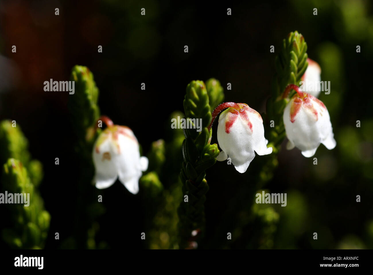 White Mountain Heather Wildflowers summer in Alberta Stock Photo - Alamy