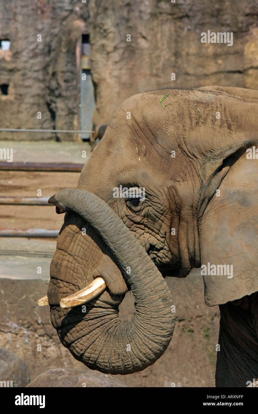 African Elephant at Tama Zoo Tokyo Japan Stock Photo - Alamy