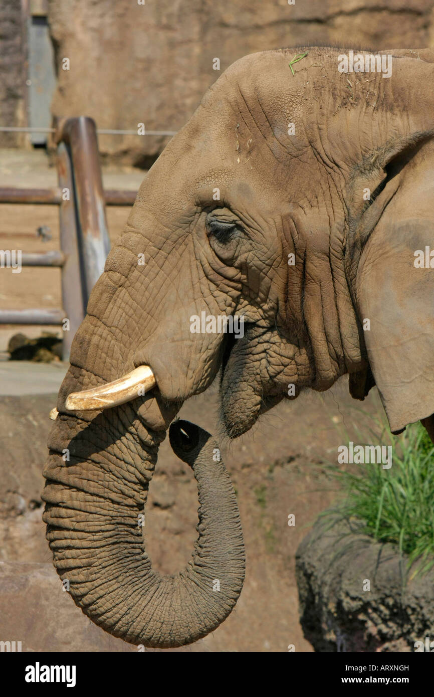 African elephant tama zoo tokyo hi-res stock photography and images - Alamy