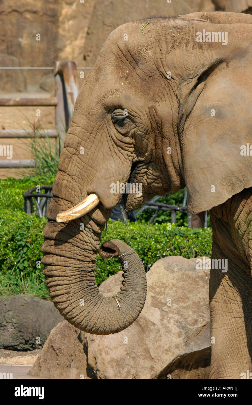 African Elephant at Tama Zoo Tokyo Japan Stock Photo - Alamy