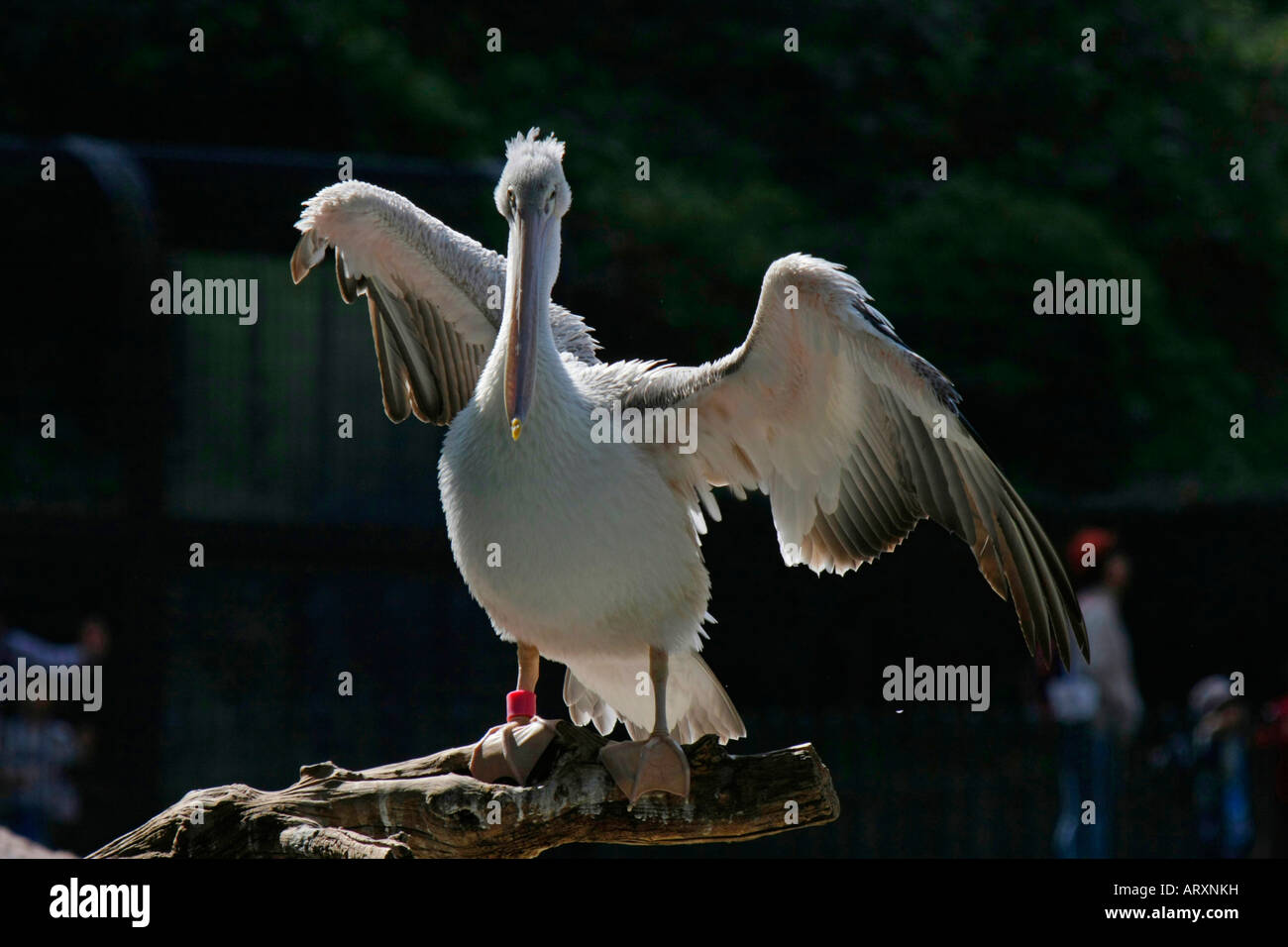 A Pelican at Tama Zoo Tokyo Japan Stock Photo - Alamy