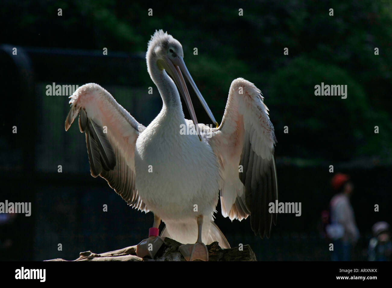 A Pelican at Tama Zoo Tokyo Japan Stock Photo - Alamy