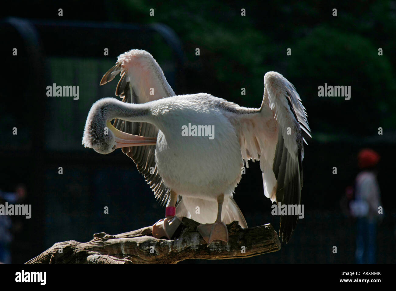 A Pelican at Tama Zoo Tokyo Japan Stock Photo - Alamy